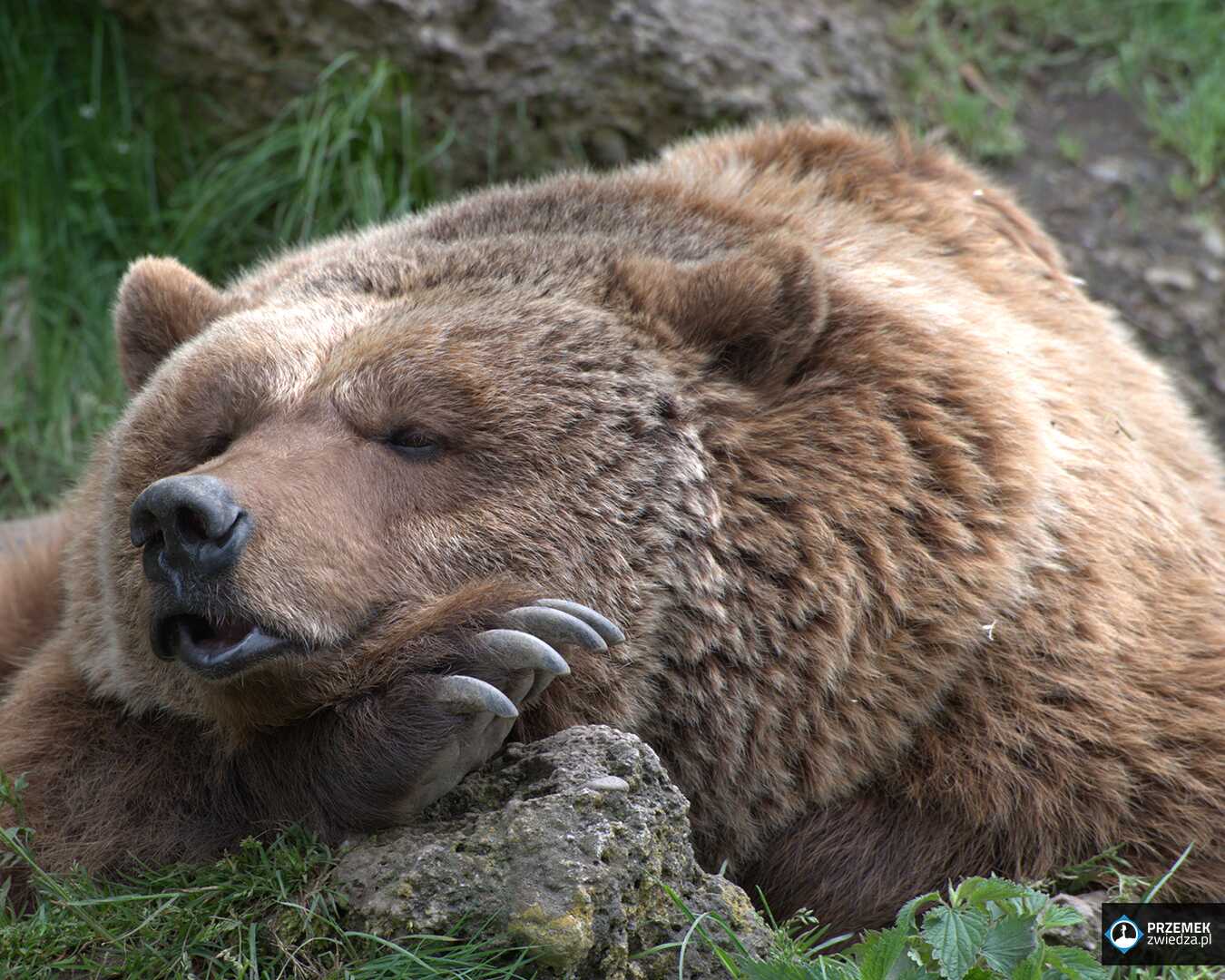 Przeglądaj wpis - LURKER